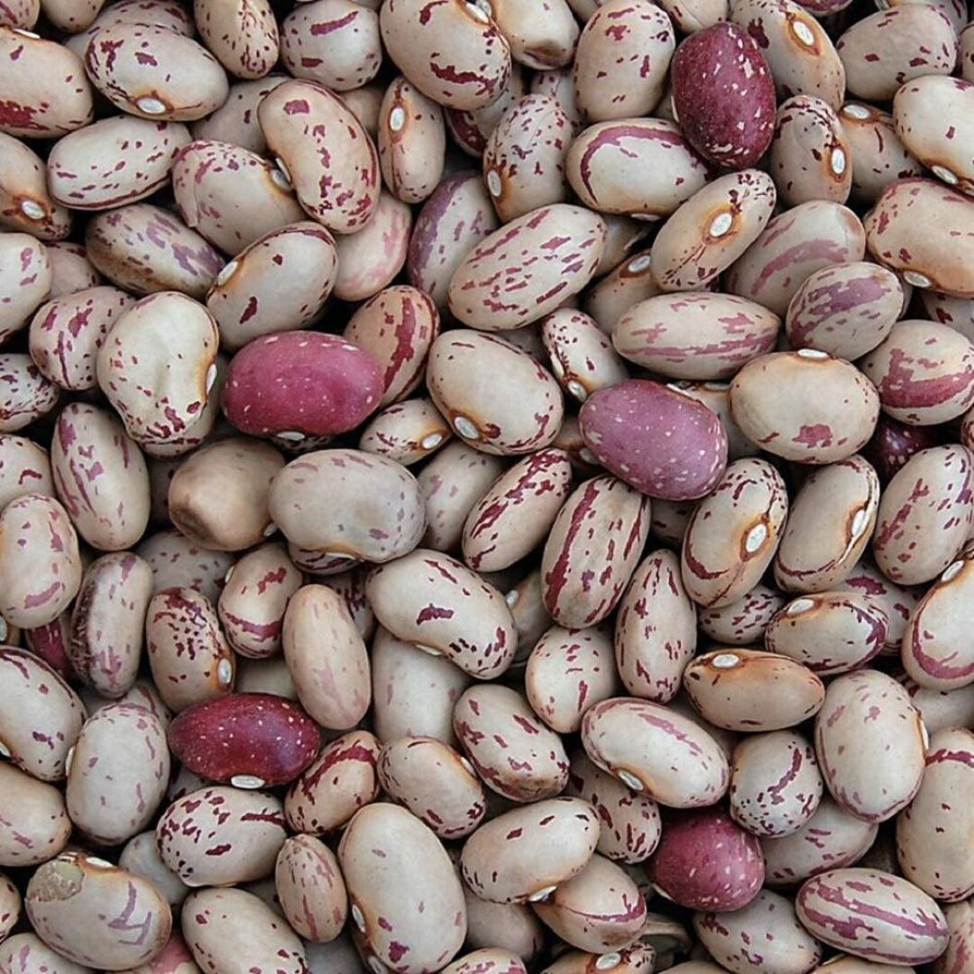 Bean Taylor's Dwarf Horticultural Bean Seeds ,"cool BEANS N Sprouts ...