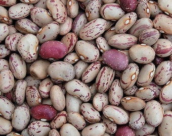 Bean Black Turtle Bean Seeds ,cool BEANS N Sprouts Brand. Home ...