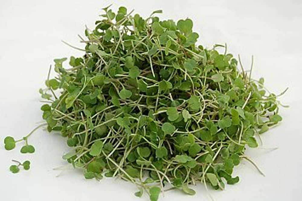Logan's Leafy Greens Mix Seeds for Sprouting Microgreens - Etsy