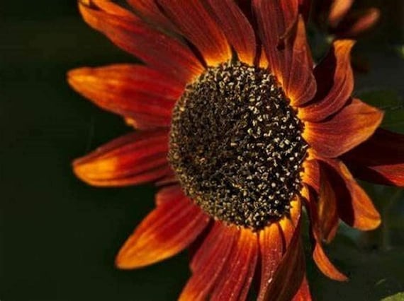 Sunflower Flower Seeds Red Sun Sunflower Seeds cool | Etsy