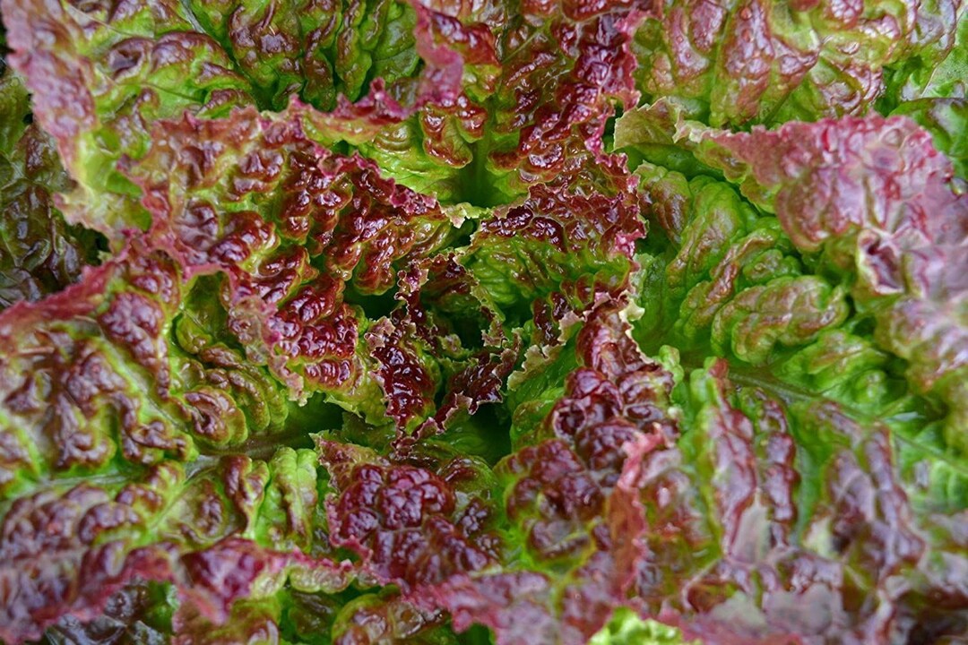 Lettuce Seeds, Prizehead Lettuce Seeds,"cool BEANS N Sprouts" Brand ...