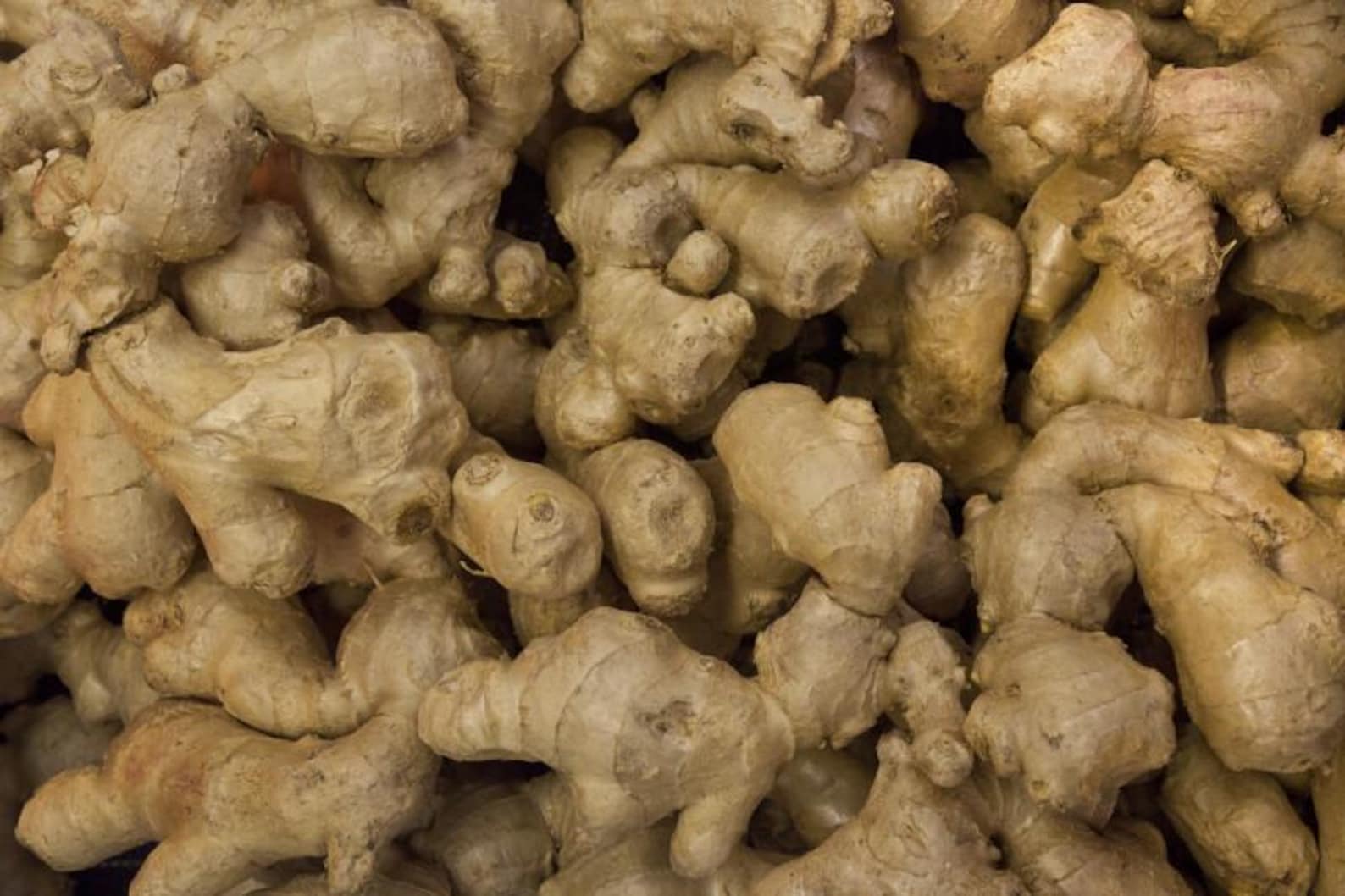 Ginger Root,whole Fresh Ginger Rhizome Aka (root).ginger is a Spice ...