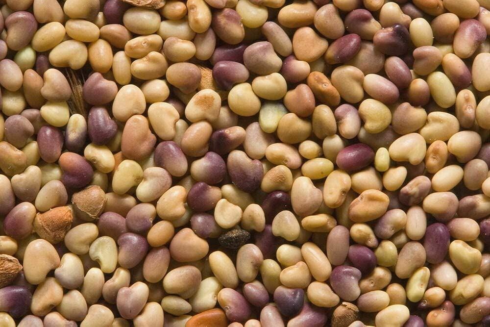 Clover Seeds Red Clover Seeds cool BEANS N - Etsy