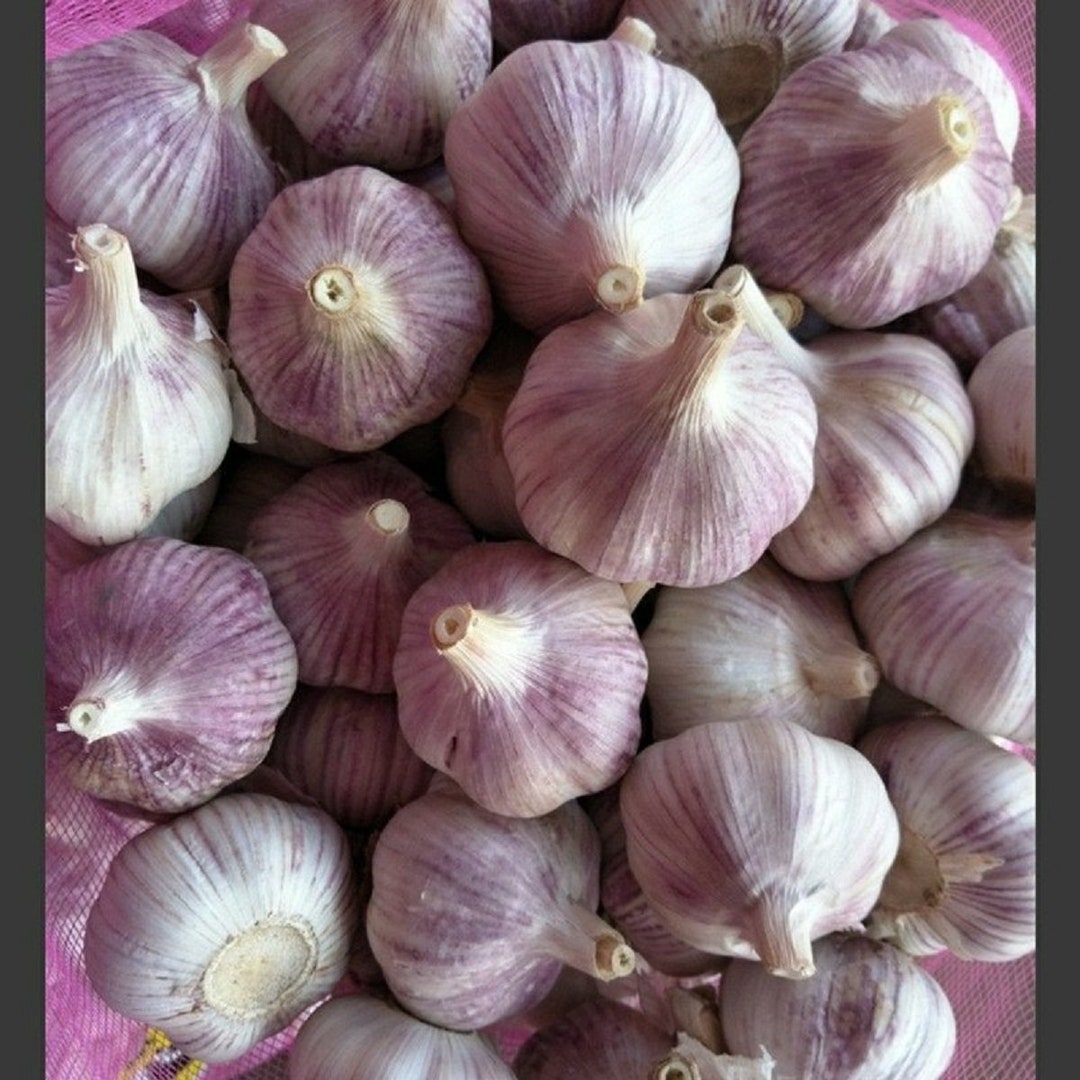 Purple Garlic Bulbs, Early Purple Italian Garlic, Whole Garlic Bulbs for Eating And/or Planting ...