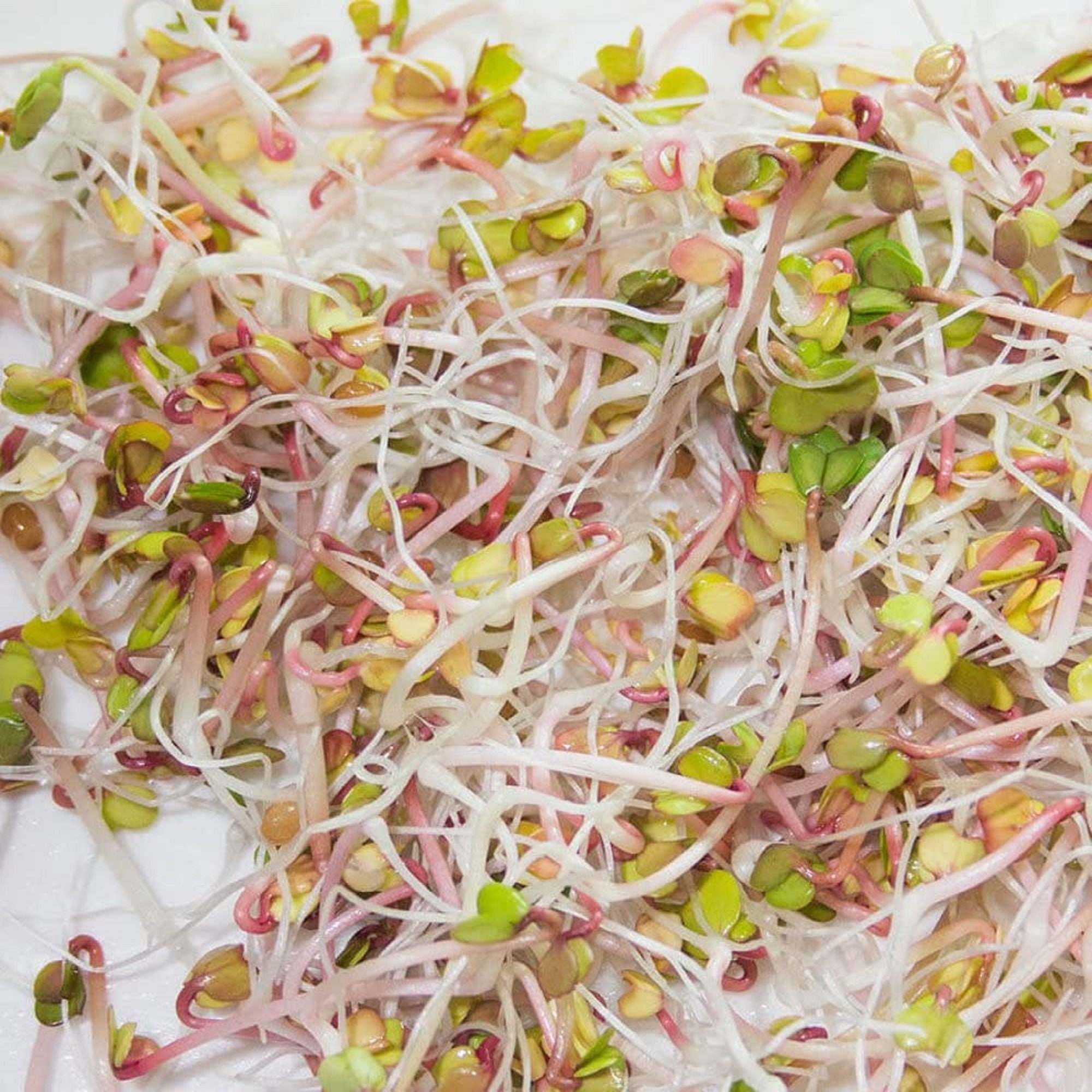 Garden Trio Sprouting Mix Seeds for Sprouting Microgreens ,"cool Beans ...