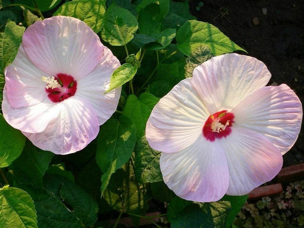 Rose Mallow Flower Seeds Also Know as Tree Mallow cool | Etsy