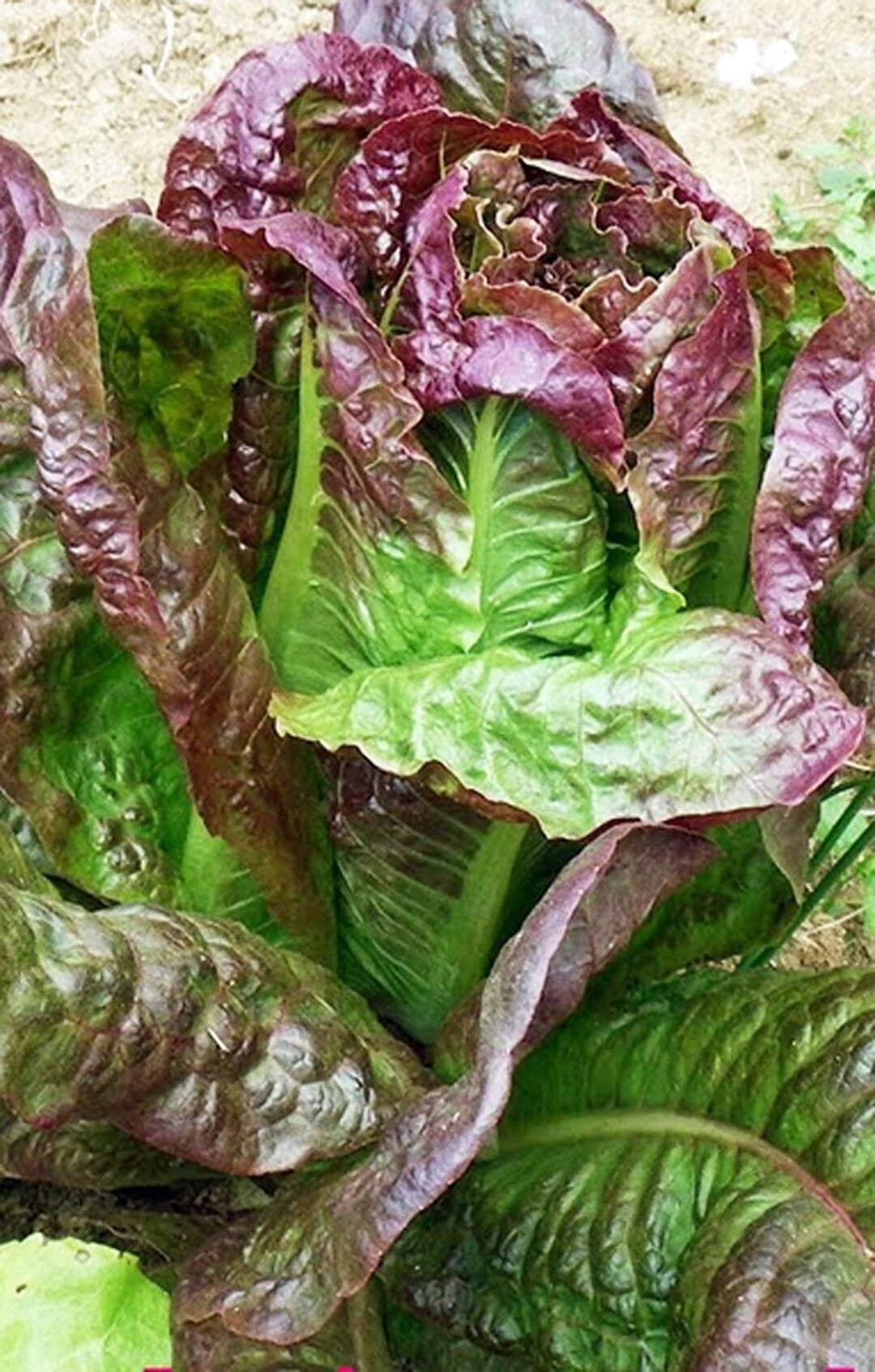 Lettuce, Red Leaf Romaine Lettuce Seeds, Cool Beand N Sprouts Brand ...