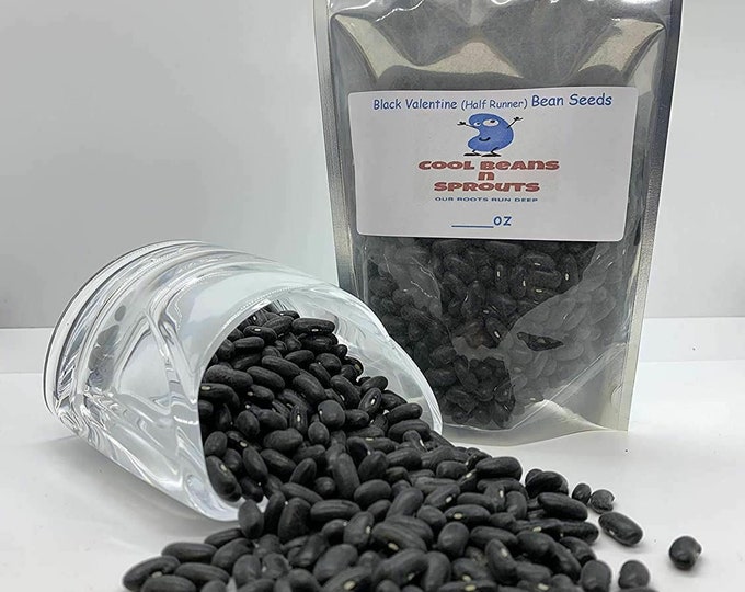 Bean Black Turtle Bean Seeds ,cool BEANS N Sprouts Brand. Home Gardening. - Etsy