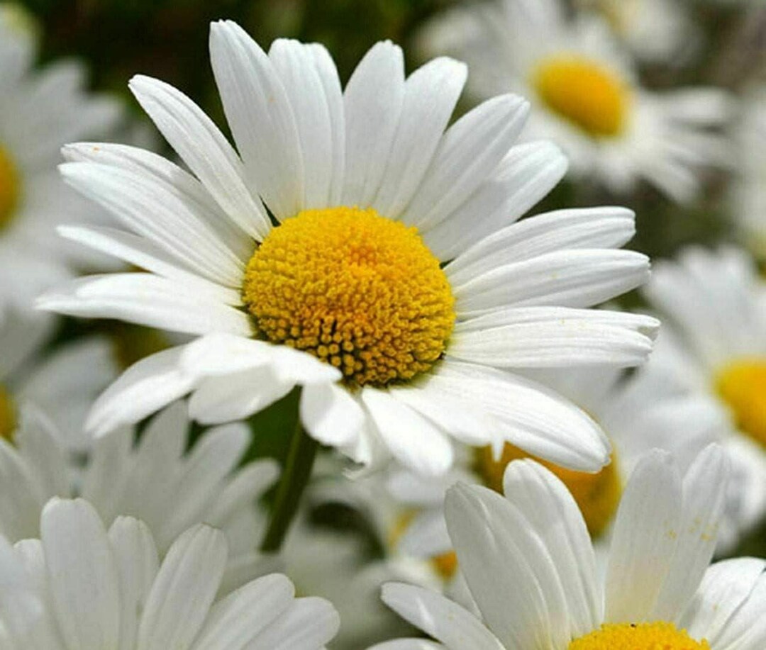 Daisy Seeds, Shasta Daisy Flower Seeds, "cool BEANS N Sprouts" Brand ...