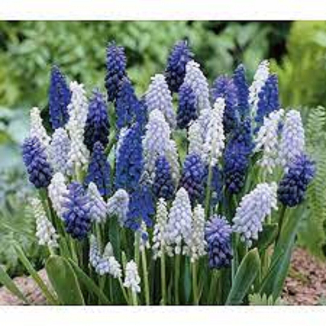 Grape Hyacinth Mix Flower Bulbs , Bulbs for Planting in the Fall in ...
