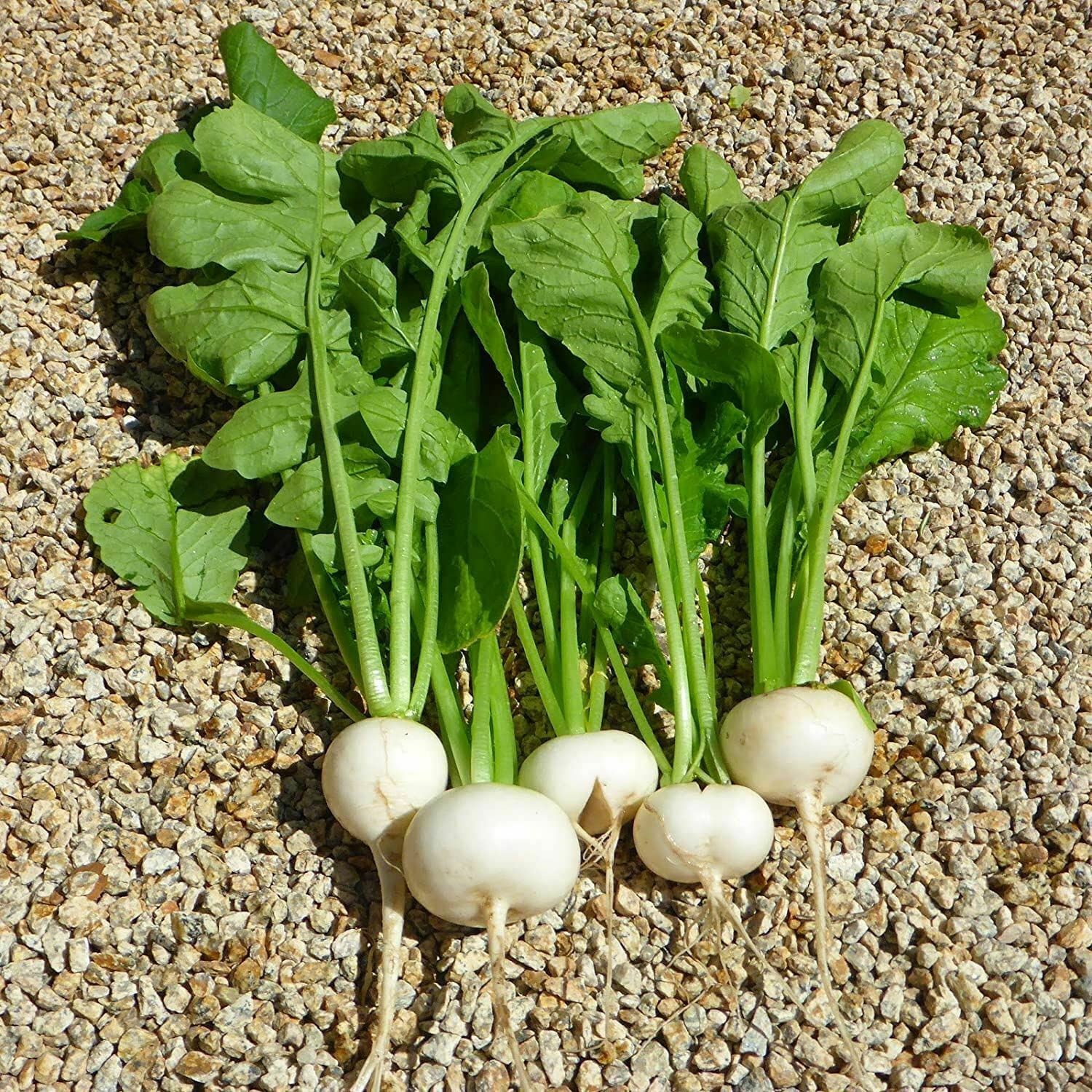 Radish Seeds, Hailstone White Round Radish Seeds, Non-gmo, Cool Beans N ...