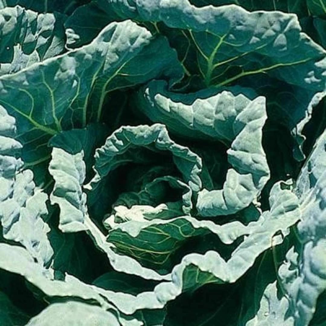 Morris Heading Collard Green Seeds, Heirloom Non-gmo - Etsy