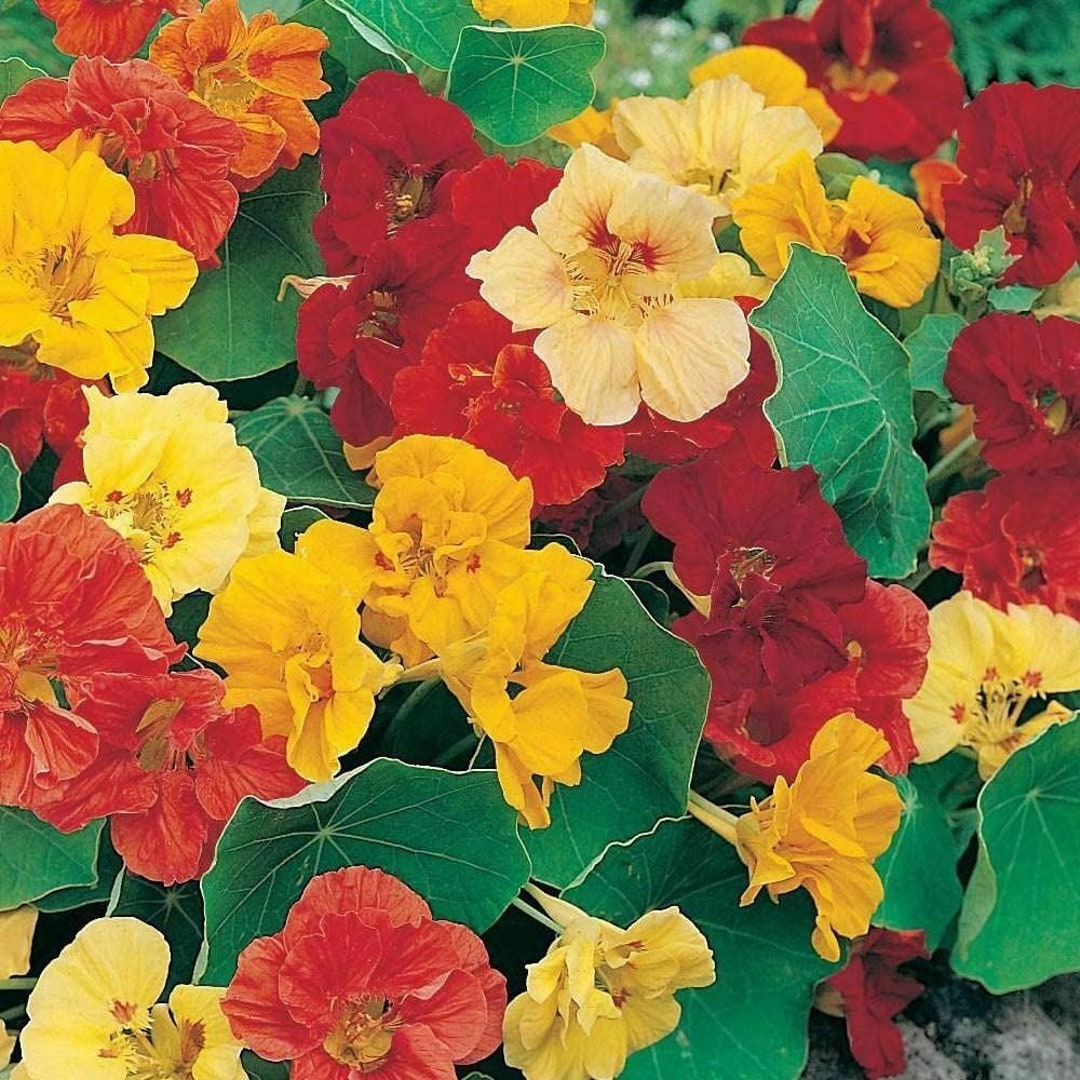 Nasturtium Double Gleam Flower Seeds, "cool BEANS N Sprouts" Brand - Etsy