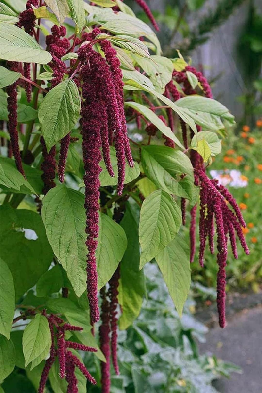 Love Lies Bleeding Amaranthus Caudatus Flower Seeds, "cool BEANS N ...
