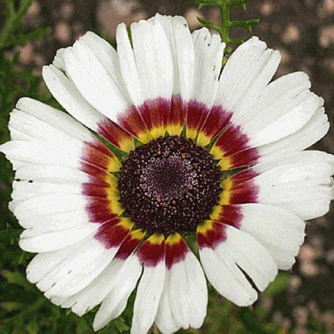Daisy Seeds Painted Daisy Flower Seeds,"cool BEANS N Sprouts" Brand ...