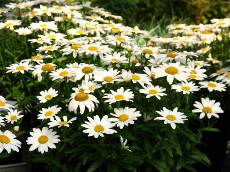 Daisy Seeds, Shasta Daisy Flower Seeds, "cool BEANS N Sprouts" Brand ...