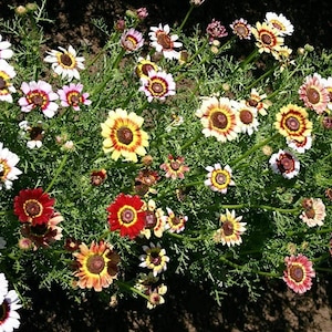 Daisy Seeds Painted Daisy Flower Seeds,"cool BEANS N Sprouts" Brand ...