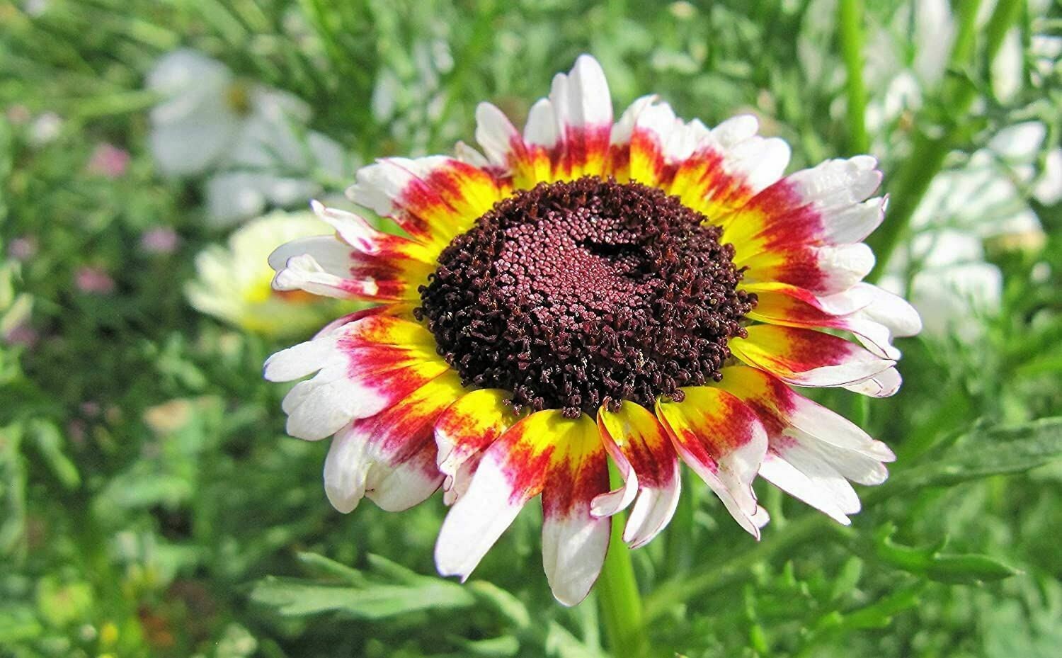 Daisy Seeds Painted Daisy Flower Seeds,"cool BEANS N Sprouts" Brand ...