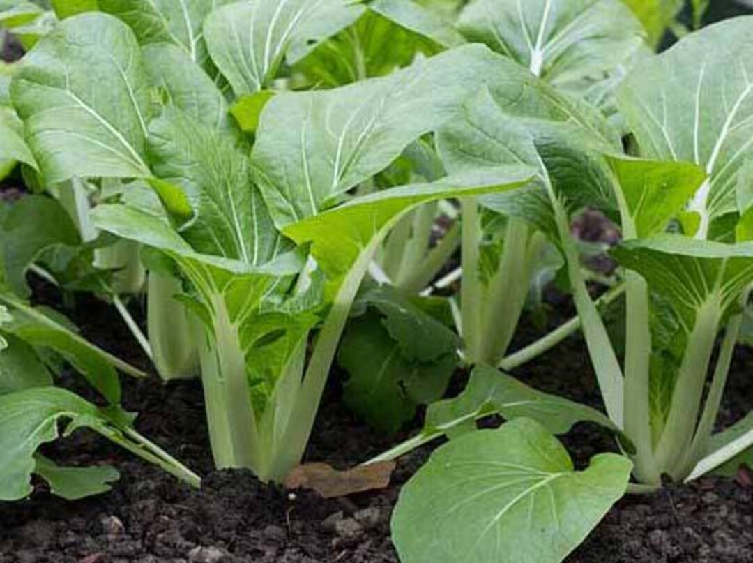 Pak Choi Seeds, Pak Choi Seeds to Grow in Your Home Garden, Also Known ...