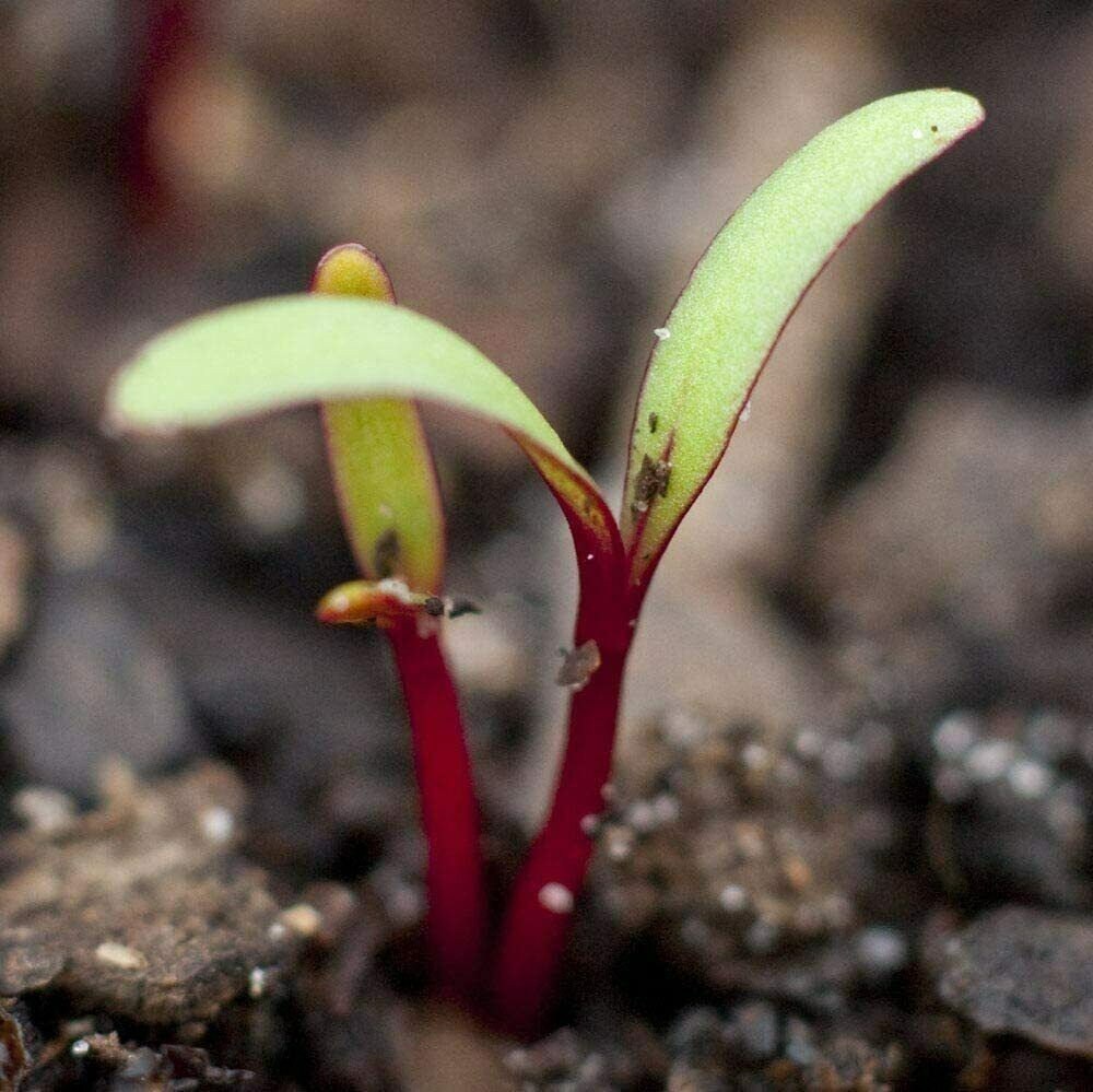 Beet Seeds for Sprouting Microgreens, Cool Beans N Sprouts - Etsy