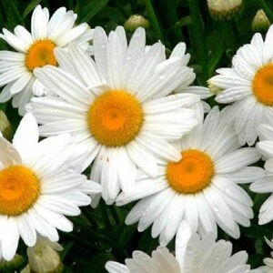 Daisy Seeds, Shasta Daisy Flower Seeds, "cool BEANS N Sprouts" Brand ...