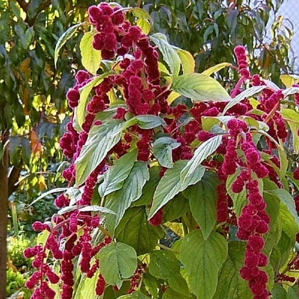 Love Lies Bleeding Amaranthus Caudatus Flower Seeds, cool BEANS N ...