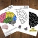 Brain Digital Stained Glass Pattern Includes Printable Pages and Cricut ...