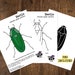 Beetle Digital Stained Glass Pattern Includes Printable - Etsy