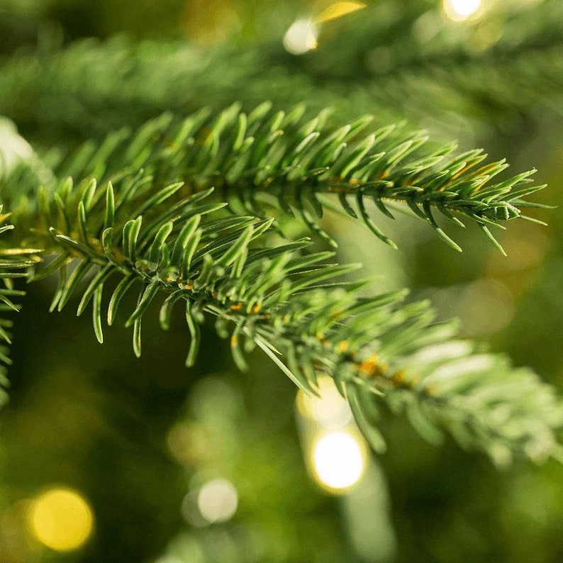 Bulk - 20 Pounds of Fresh Cut Fraser Fir Greenery for Holiday ...