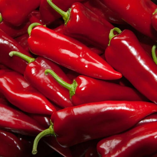 Organic Italian Stocky Red Roaster Sweet Pepper Seeds 2023 - Etsy