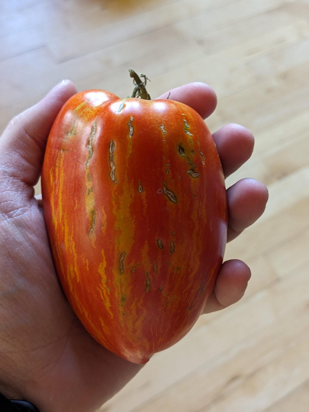 ORGANIC Striped Roman Tomato Seeds 2024 HEIRLOOM - Etsy