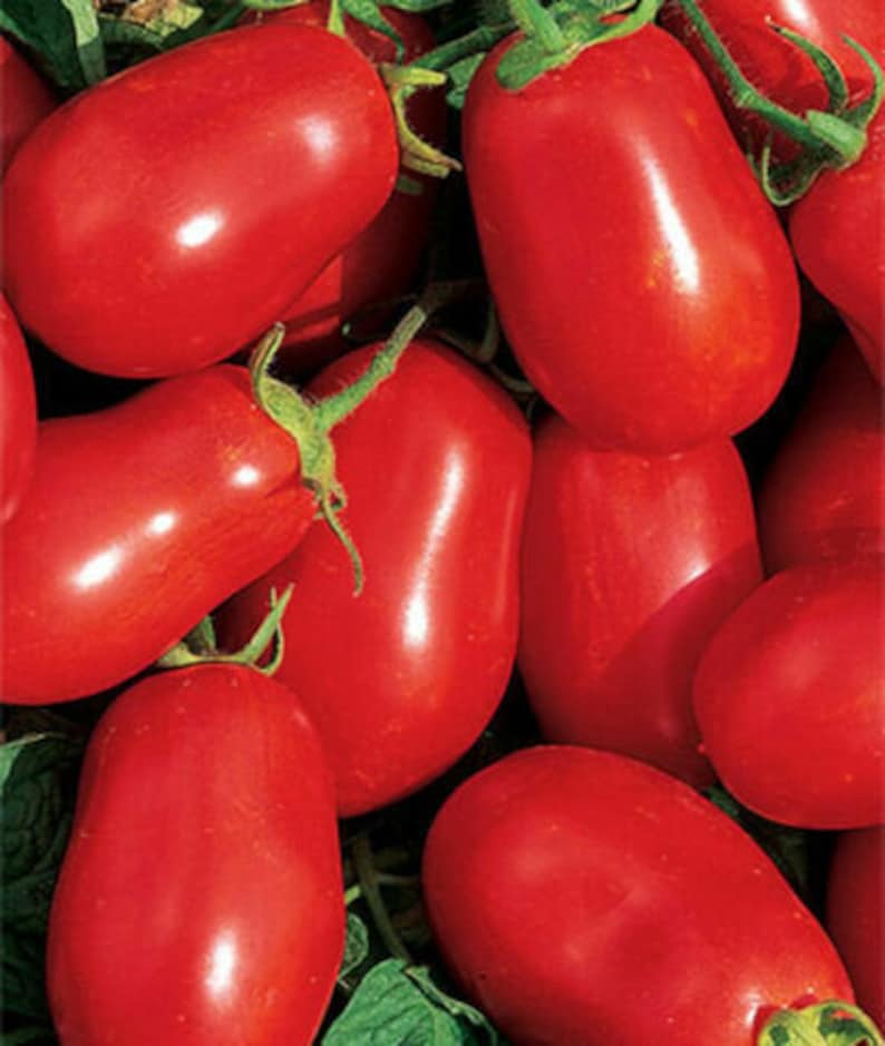 Organic Roma Paste Tomato Seeds 2025 - Etsy
