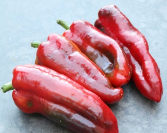 Purple Marconi Pepper Seeds - Etsy