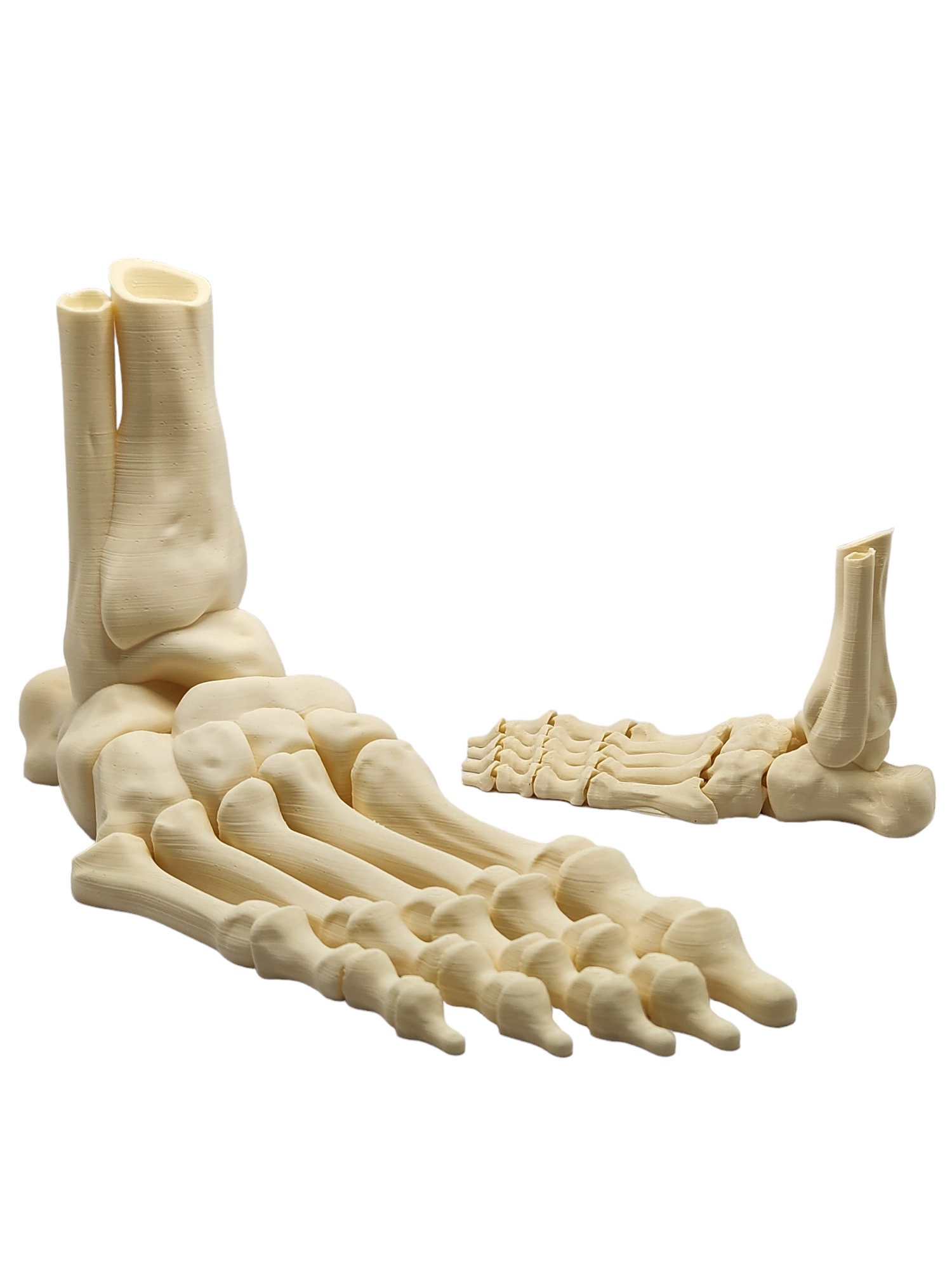 3D Printed Articulated Skeleton Foot | Poseable Anatomical Halloween ...