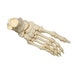 3D Printed Articulated Skeleton Foot | Poseable Anatomical Halloween ...
