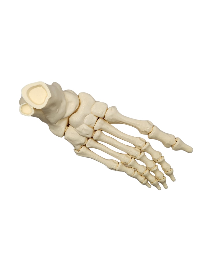 3D Printed Articulated Skeleton Foot | Poseable Anatomical Halloween ...