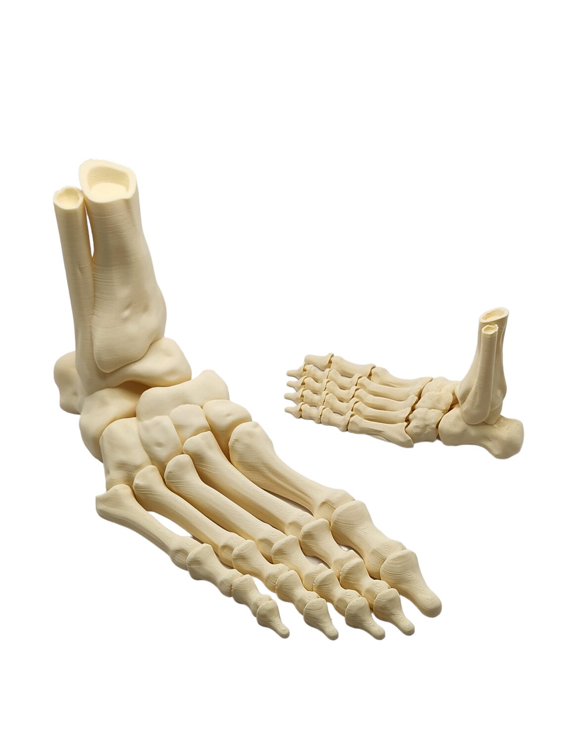 3D Printed Articulated Skeleton Foot | Poseable Anatomical Halloween ...