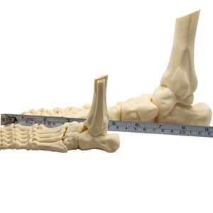 3D Printed Articulated Skeleton Foot | Poseable Anatomical Halloween ...