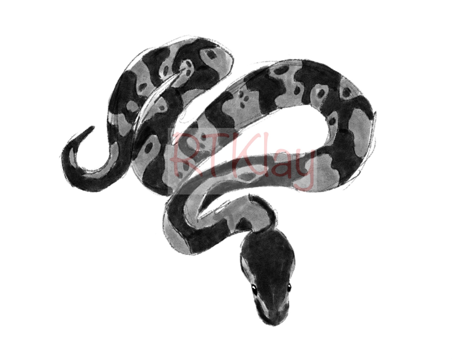 Black Axanthic Ball Python