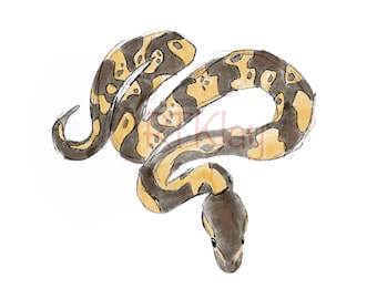 Ball Python Sketch - Etsy