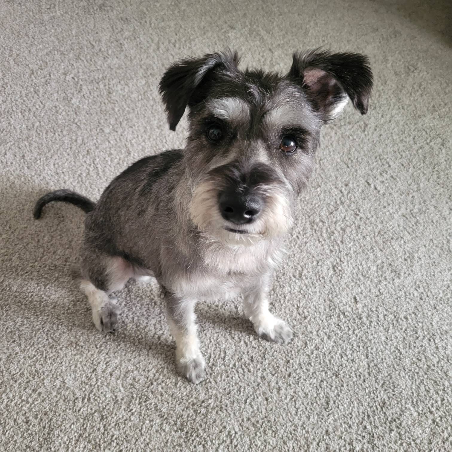 Custom Dog Ears 3D Line Art Portrait Keepsake Wall Decor - Etsy