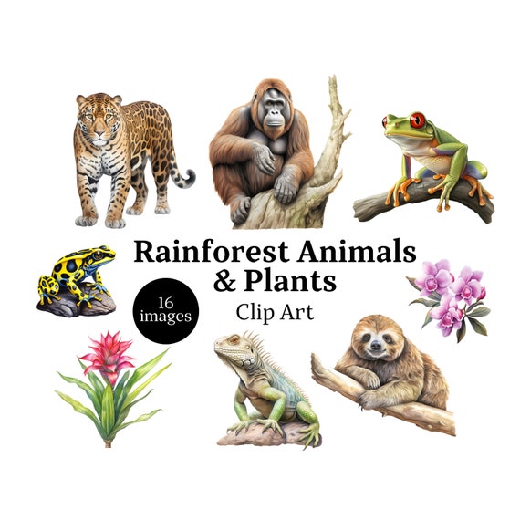 Tropical Rainforest Animals And Plants