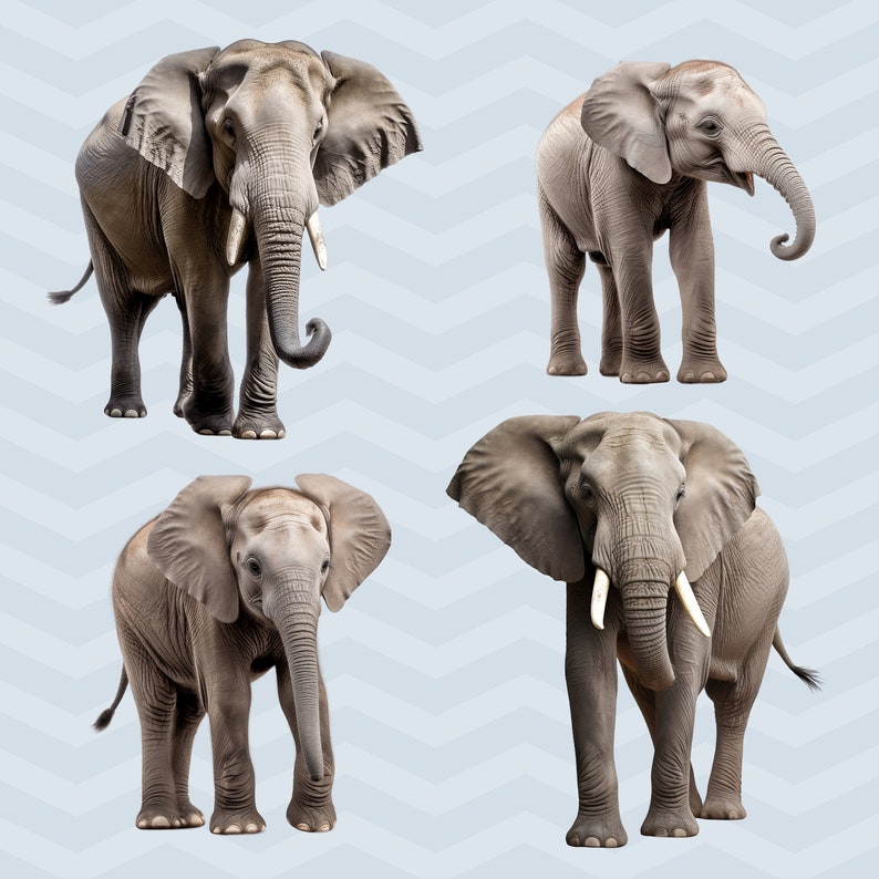 African Animals Clip Art Set 3 Clipart, Elephants, Cape Buffalo, Wild ...