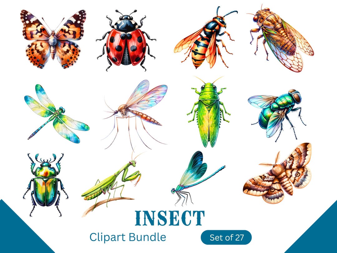 Insect Clipart Bundle - Bugs - PNG - Digital Download - Ladybug, Moth ...