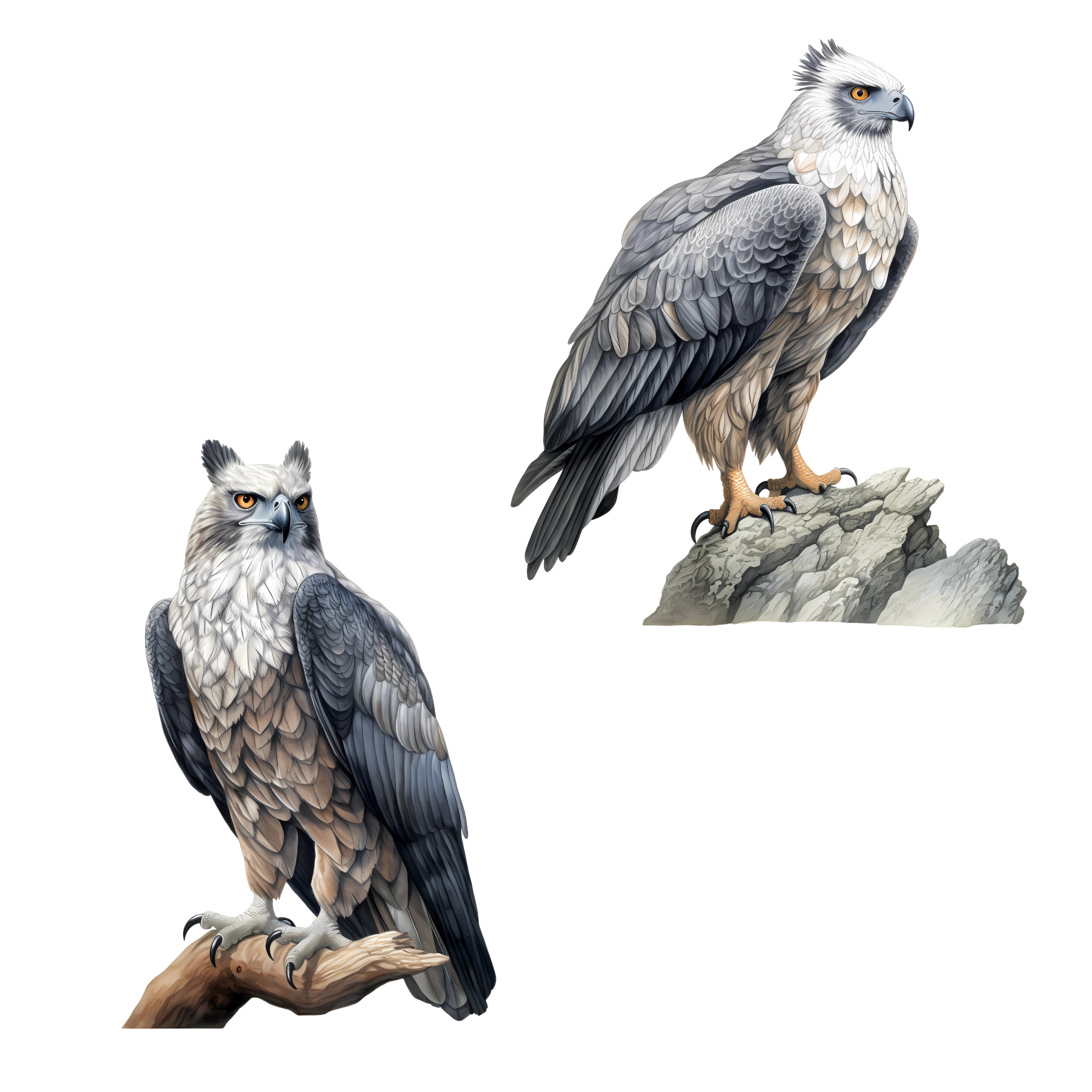 Birds of Prey Clip Art - Etsy