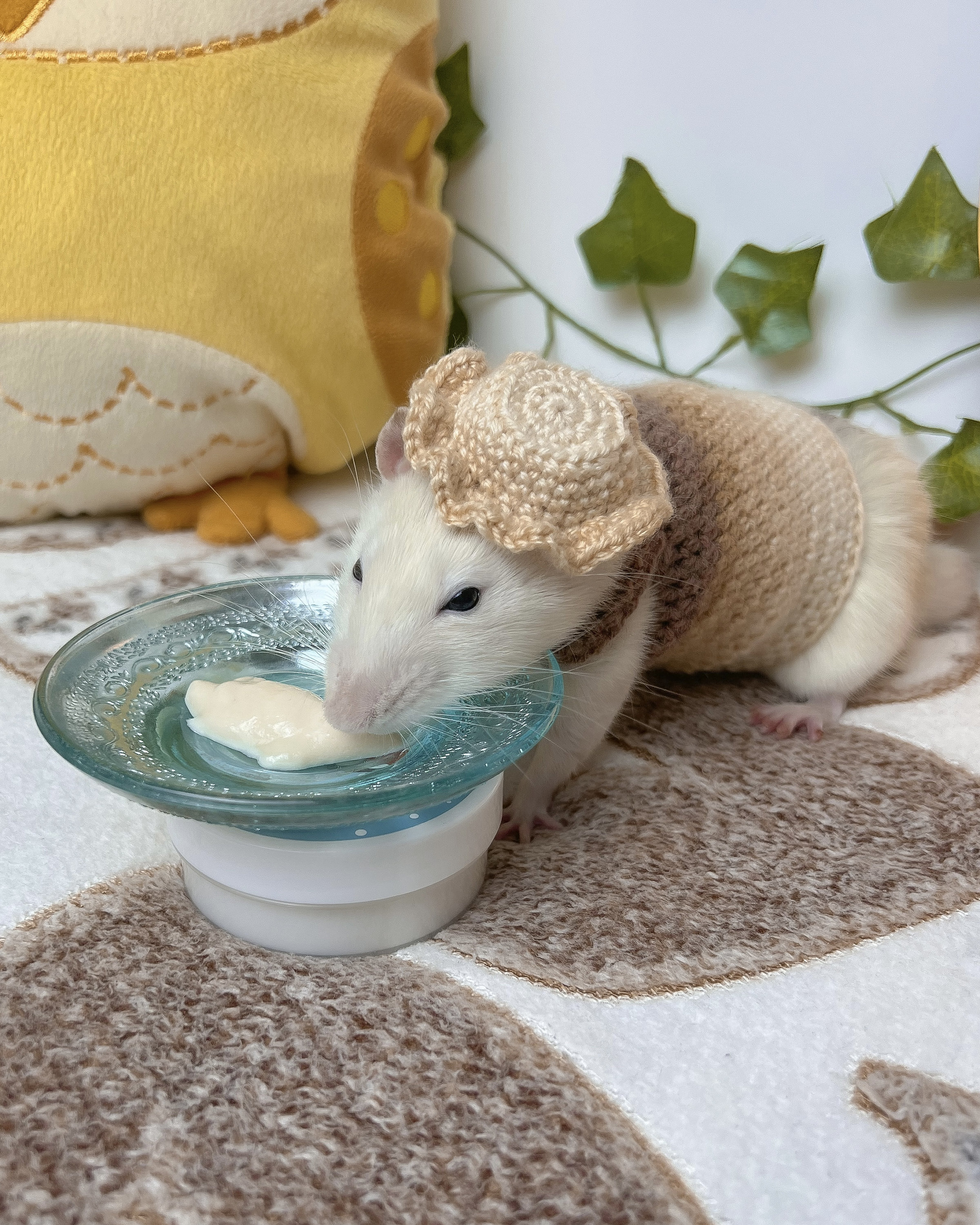 CROCHET PATTERN Rat Coat Sweater Rat/easy Rat Pet Crochet Pattern ...