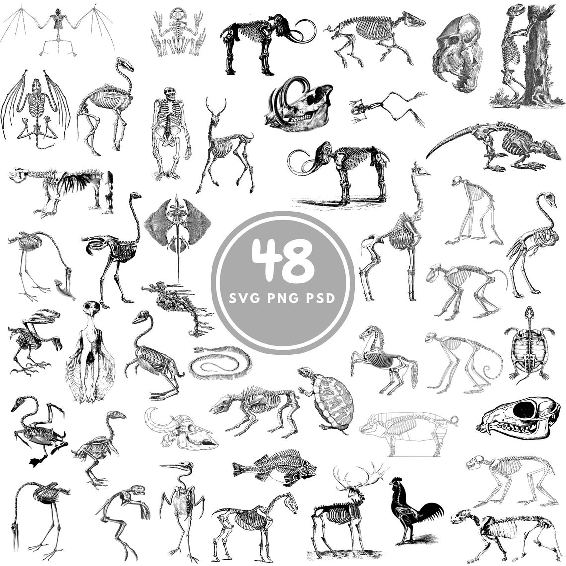 Tier Skelette SVG, 48 Anatomie Svg Bundle, PNG, PSD - Etsy.de