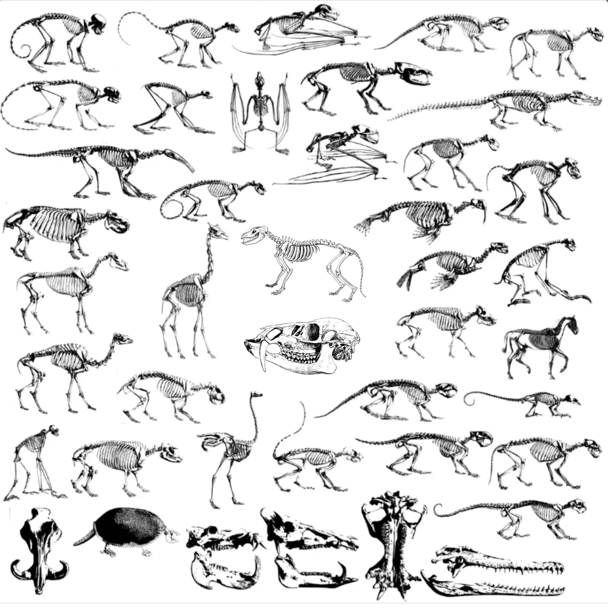 Animal Skeleton SVG, 184 Anatomy Bundle, PNG, PSD - Etsy