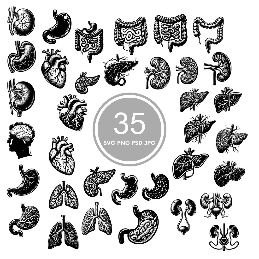 Human Organs SVG Bundle, 35 Organ Designs, PNG, PSD - Etsy