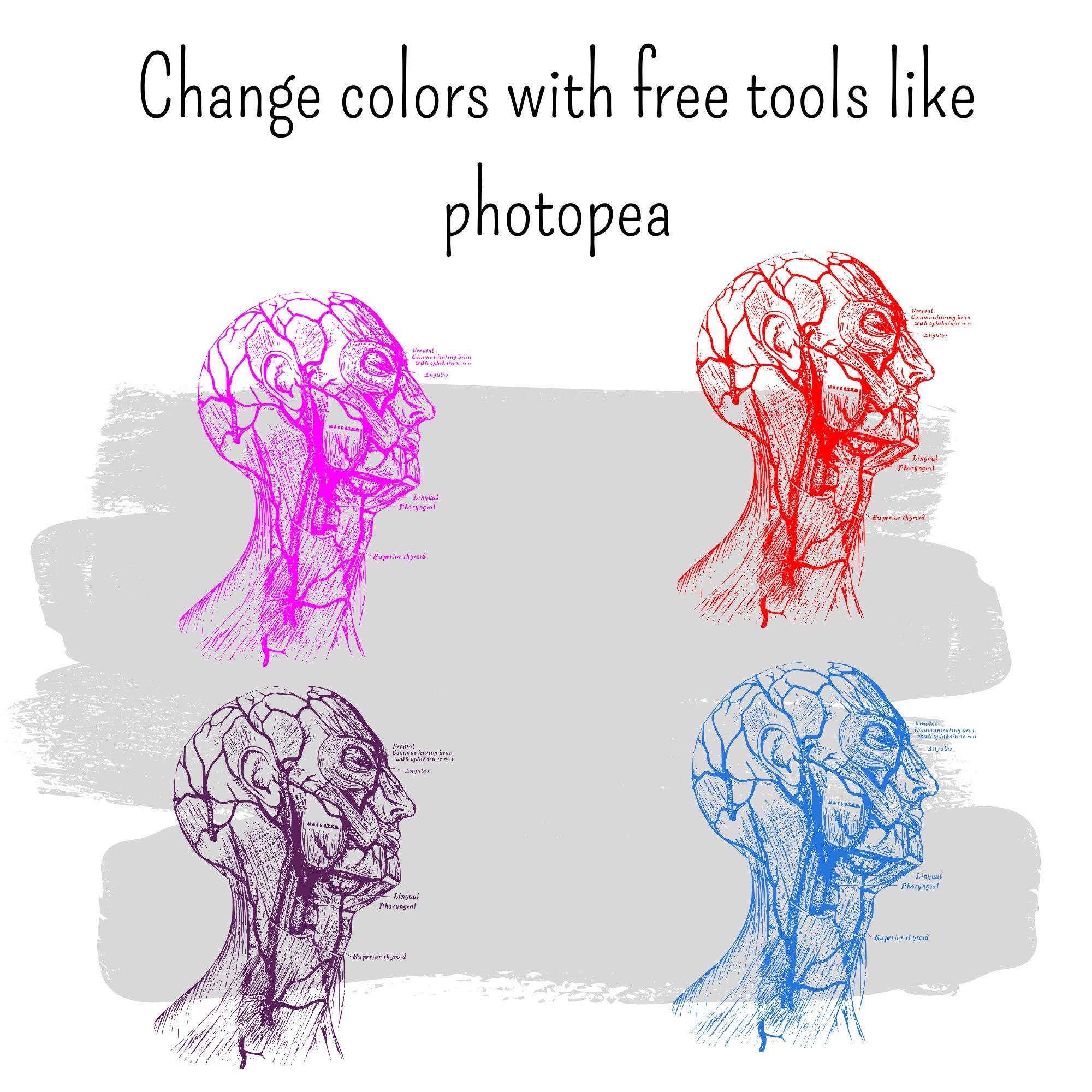 Human Anatomy I SVG 57 Body Parts PNG Cricut Silhouette - Etsy Canada